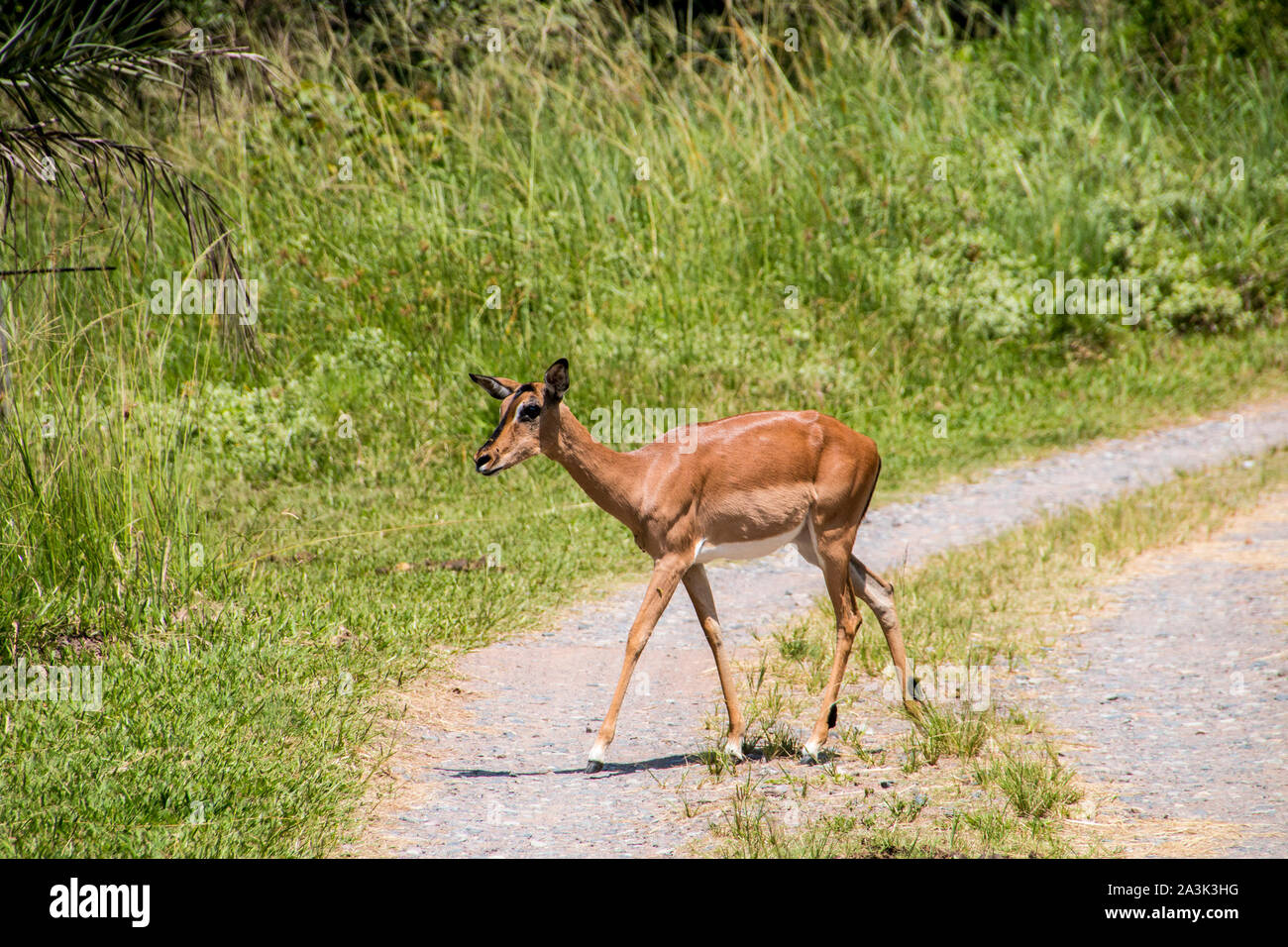 Young antelope crossing pathway in game reserve heading for grassy ...