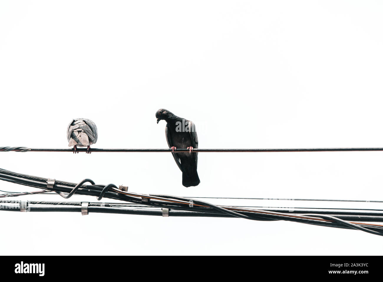 Power lines birds Cut Out Stock Images & Pictures - Alamy