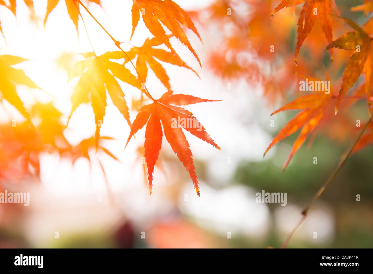 Japan Autume beautiful red maple tree leaf for Kyoto November travel ...