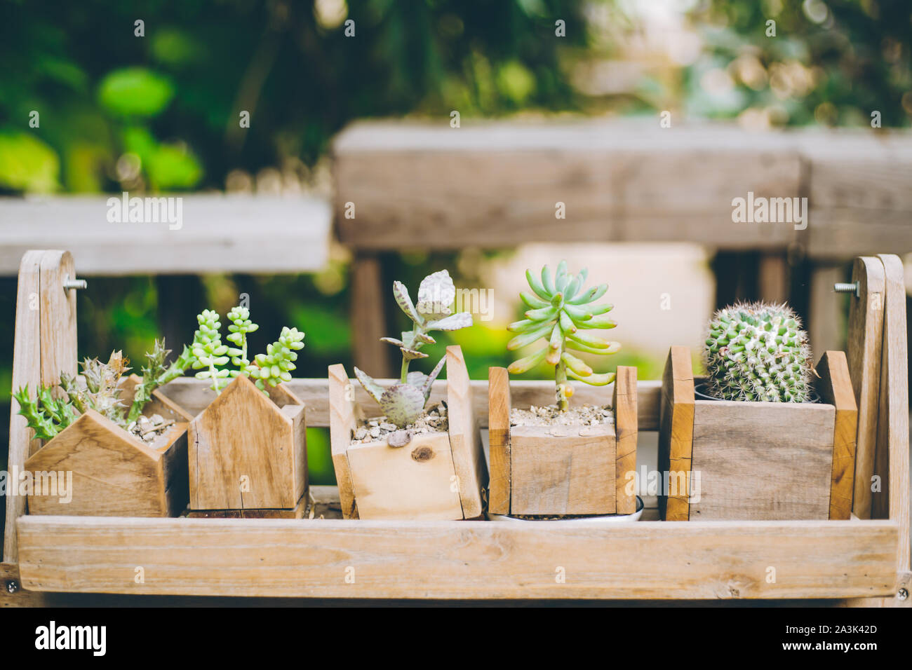 Row of Cactus small plant pot home and garden decoration for green and ...