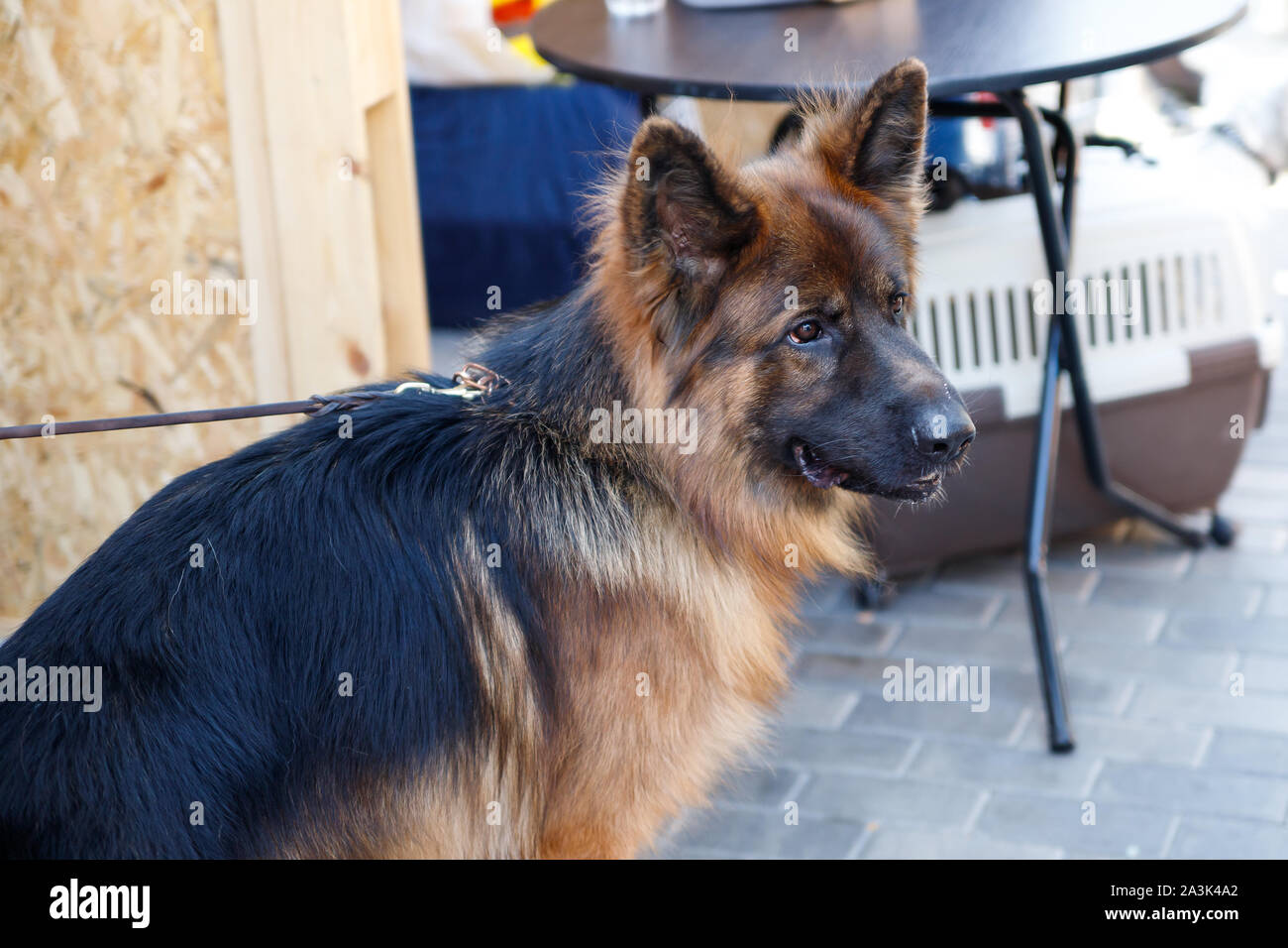 How Are German Shepherds Used