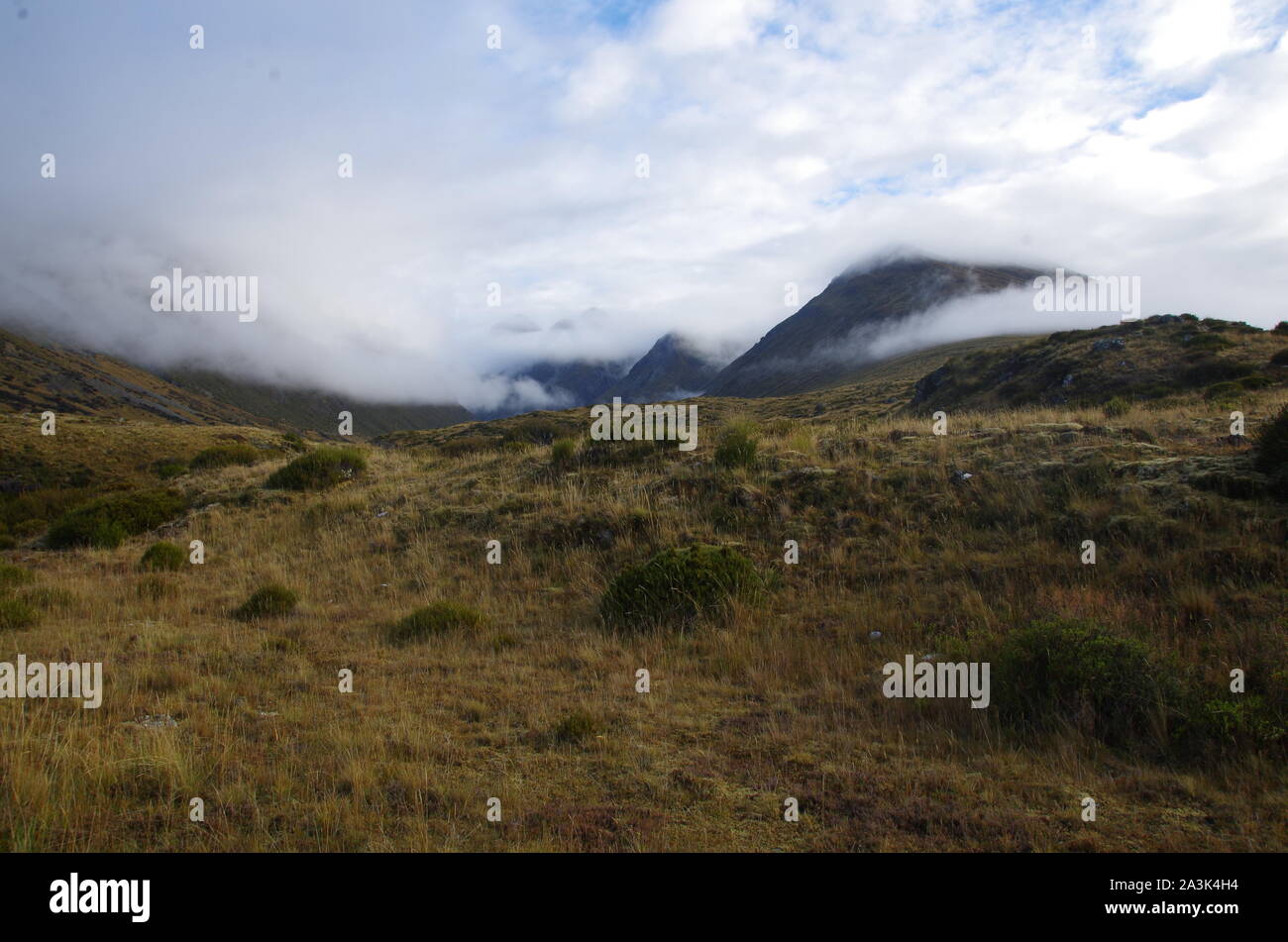 Te Araroa Trail. Greenstone Track. South Island. New Zealand Stock ...