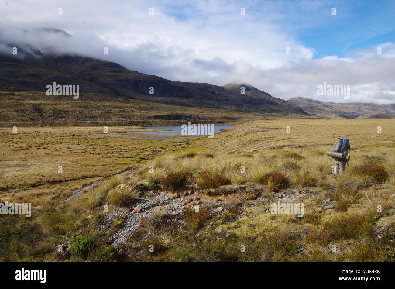 Te Araroa Trail. Greenstone Track. South Island. New Zealand Stock ...