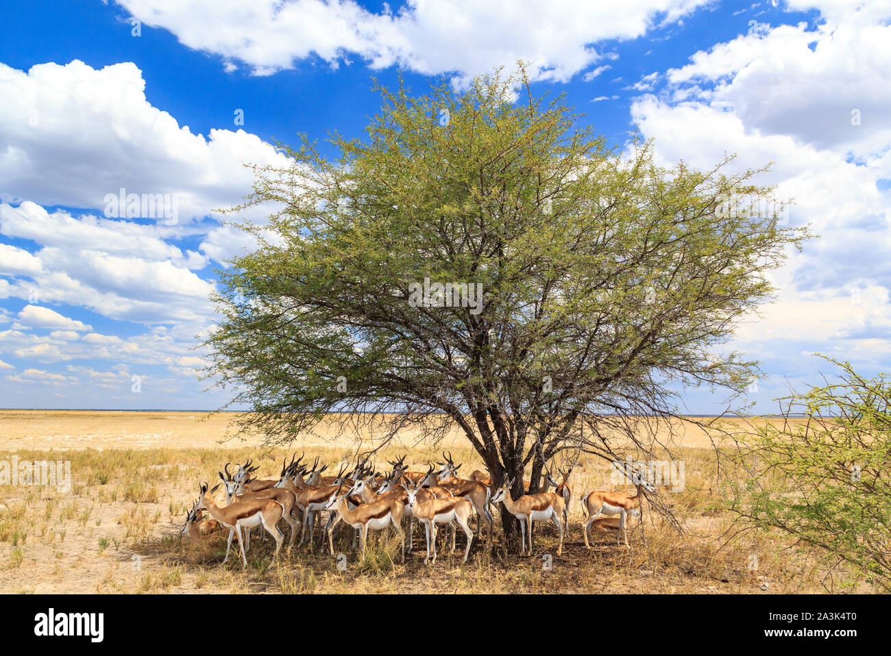Springbok antelopes standing under the shadow of a tree to avoid the ...