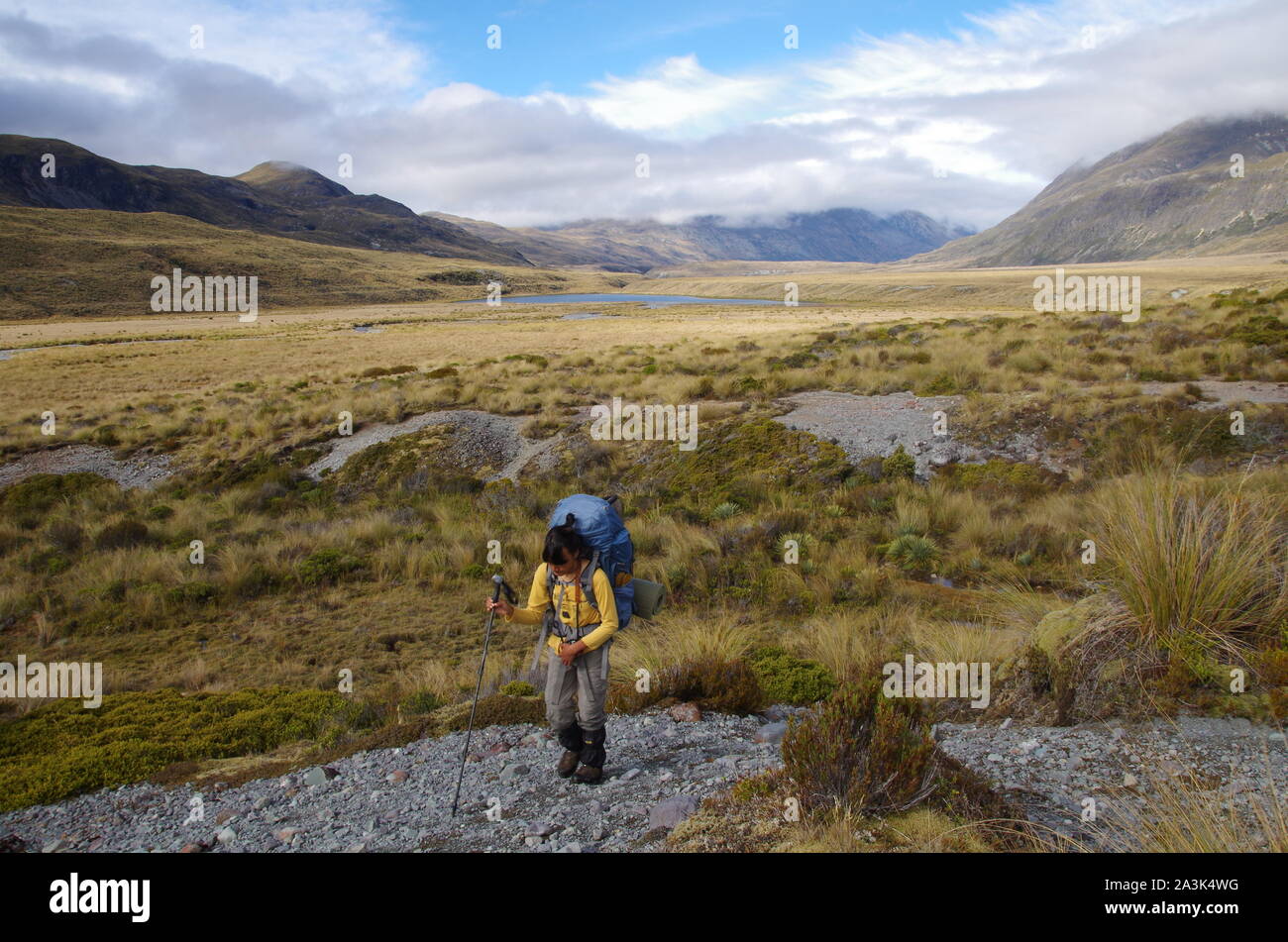 Te Araroa Trail. Greenstone Track. South Island. New Zealand Stock ...
