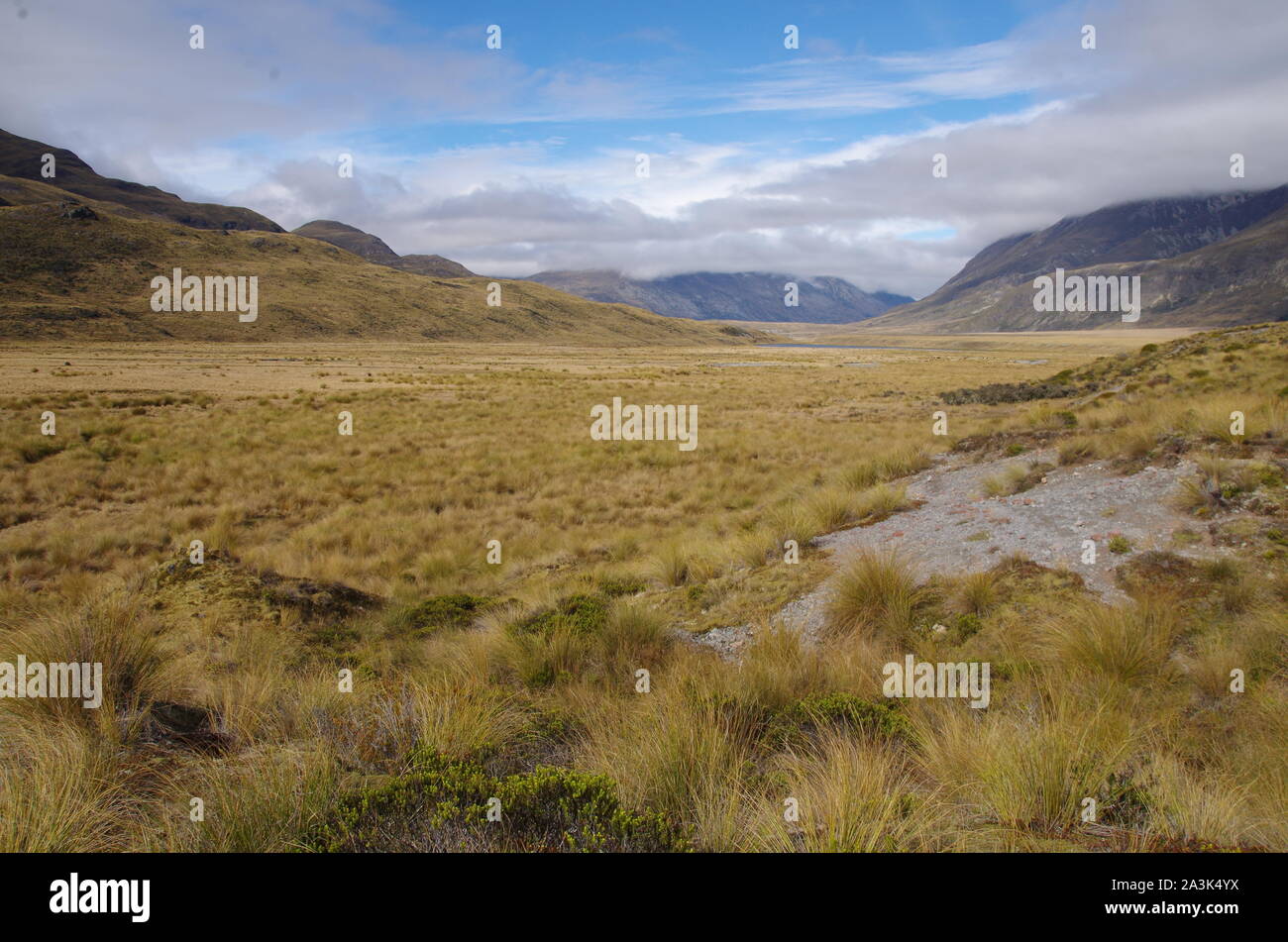 Te Araroa Trail. Greenstone Track. South Island. New Zealand Stock ...