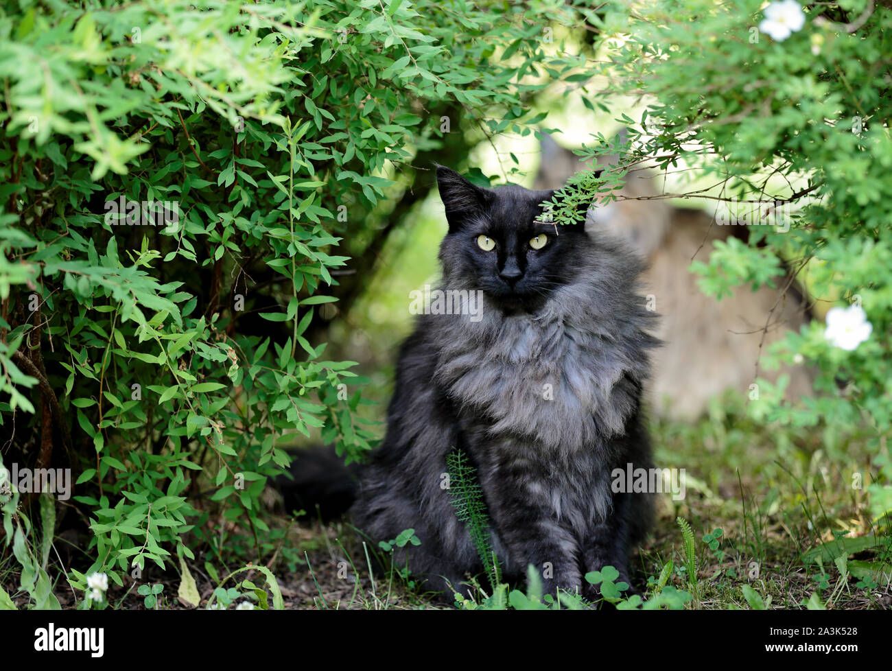 Norwegian forest cat male sitting under a bush Stock Photo - Alamy