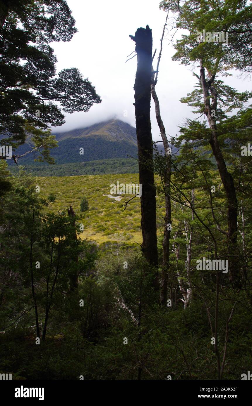 Te Araroa Trail. Greenstone Track. South Island. New Zealand Stock ...