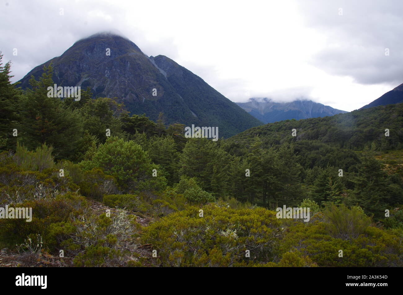 Te Araroa Trail. Greenstone Track. South Island. New Zealand Stock ...