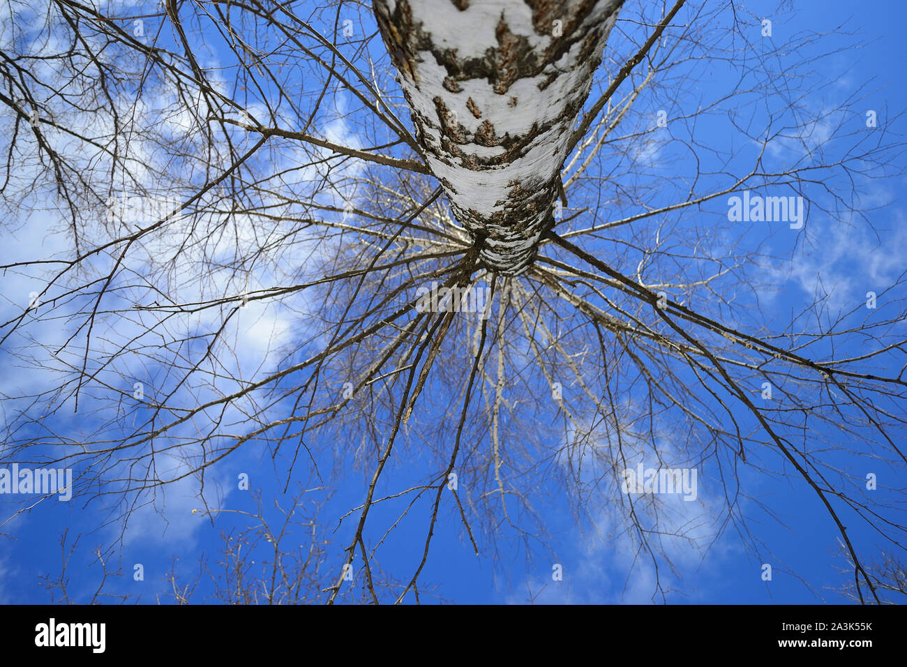 birch tree without leaves from below view Stock Photo - Alamy