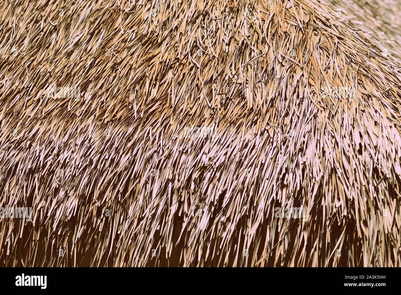 Palm roof texture close up. Tropical background Stock Photo - Alamy