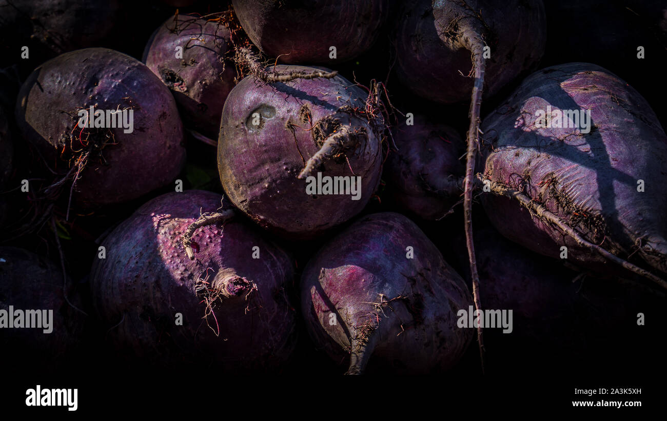 A stack of beautiufl purple colored peetroots (peet plant - Beta ...