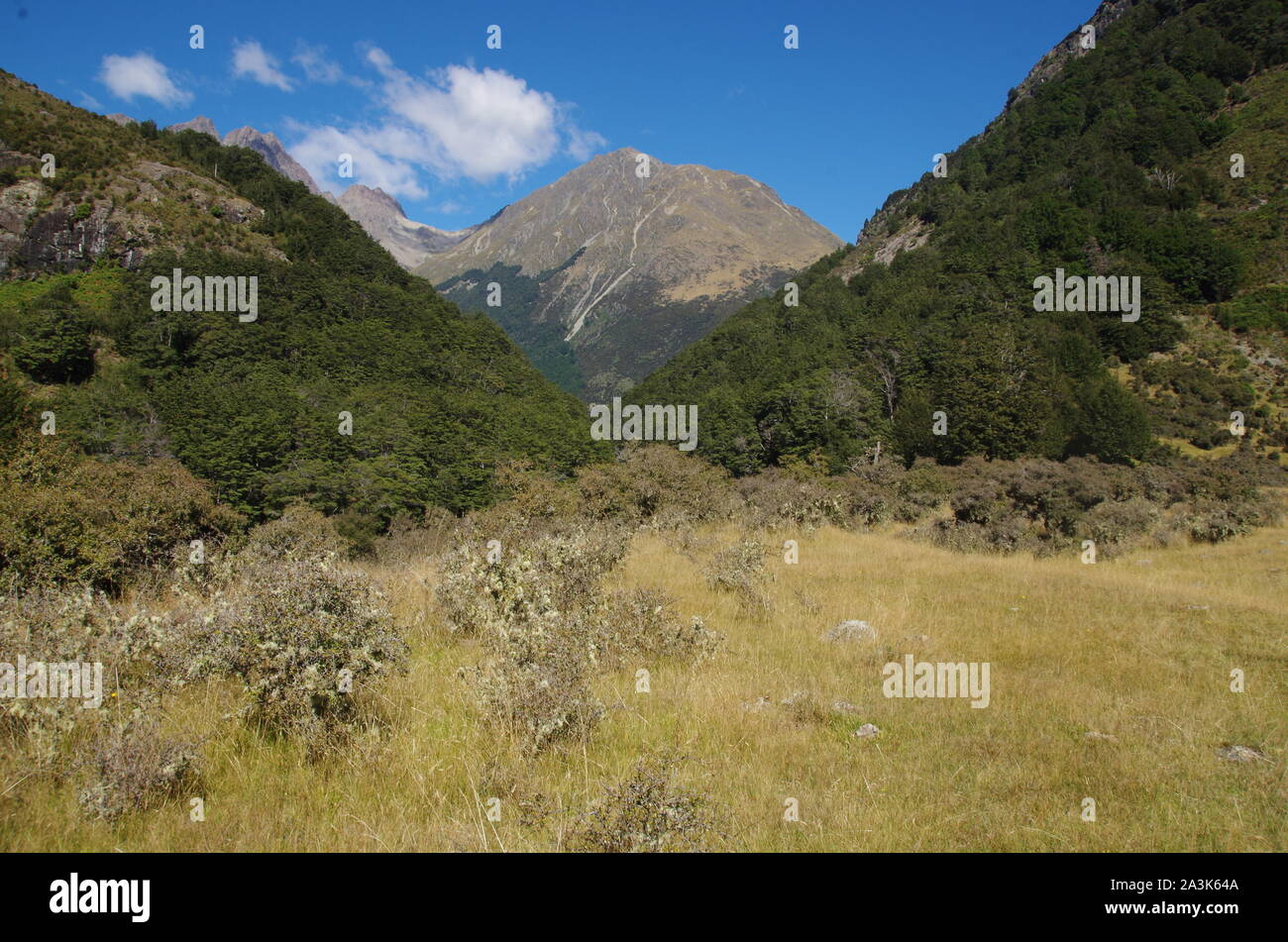 Te Araroa Trail. Greenstone Track. South Island. New Zealand Stock ...
