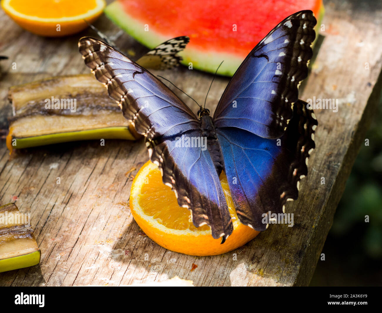 Feeding table and butterflies hi-res stock photography and images - Alamy