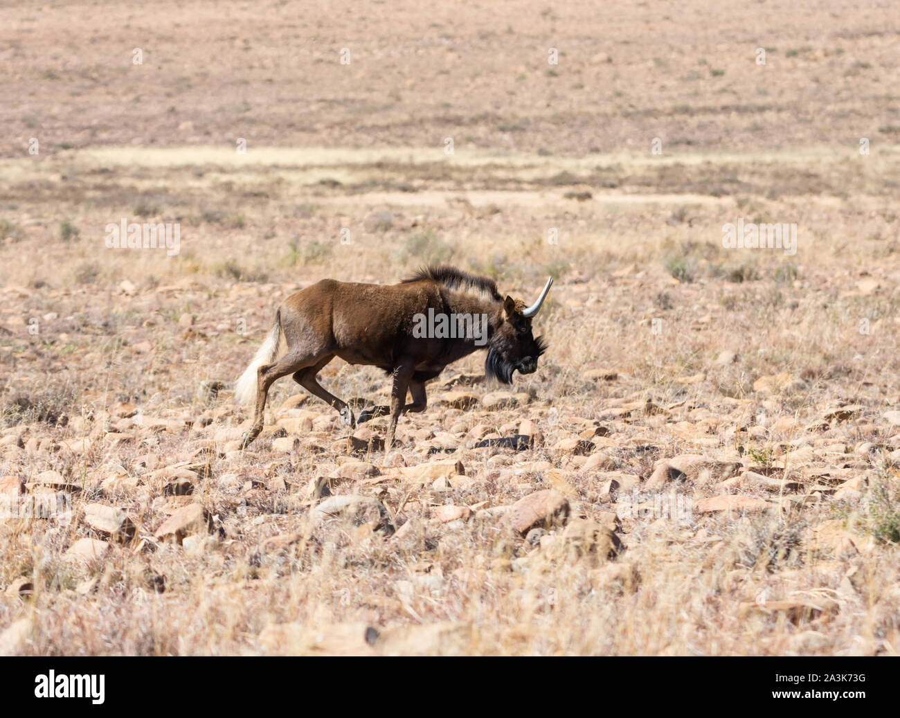 Black wildebeest running hi-res stock photography and images - Alamy