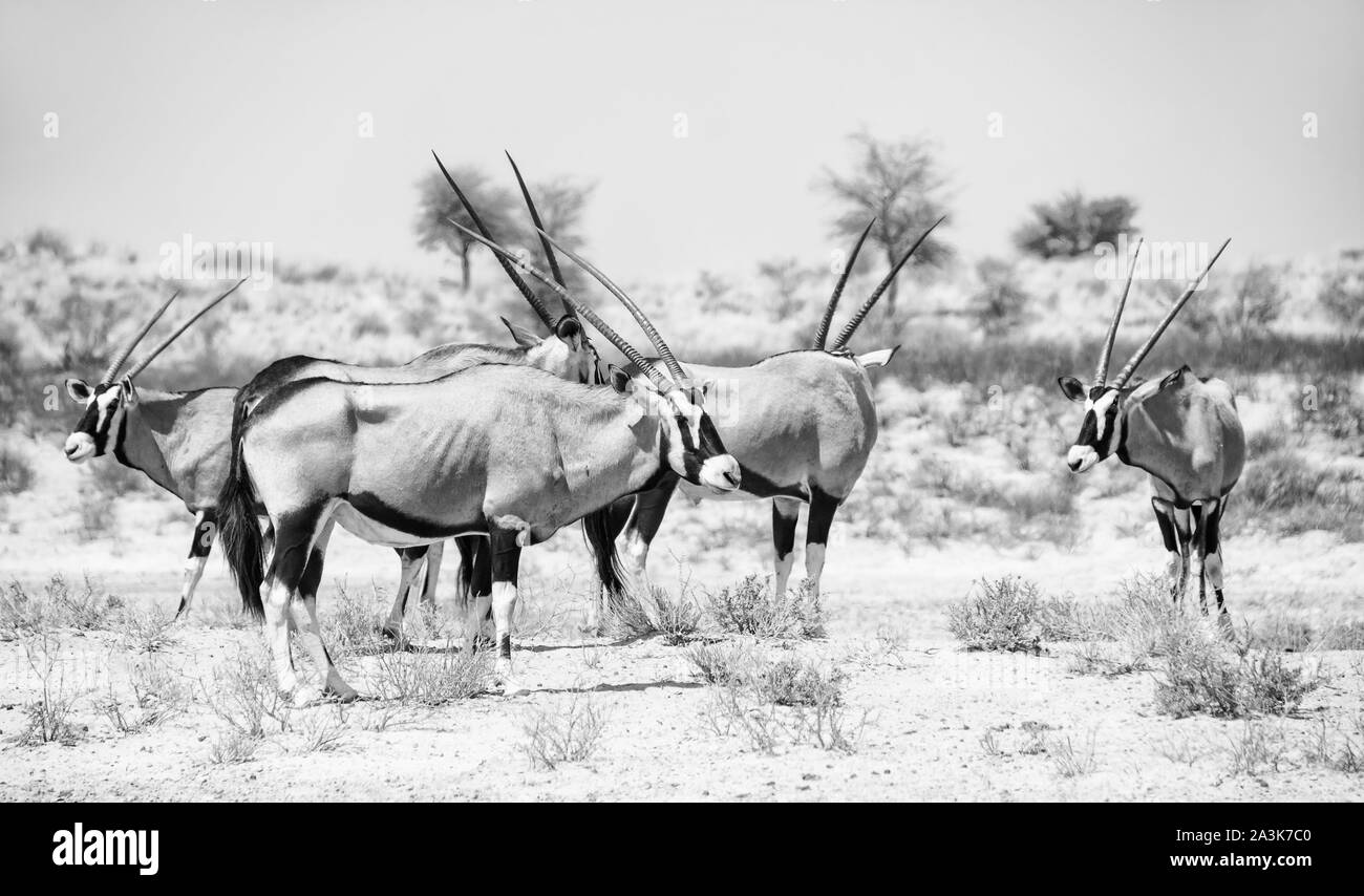 A group of Gemsbok antelope in Southern African savannah Stock Photo ...