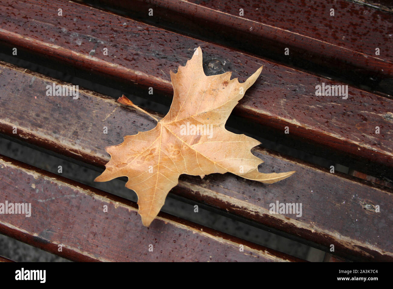 Dry yellow leaf platanus hi-res stock photography and images - Alamy