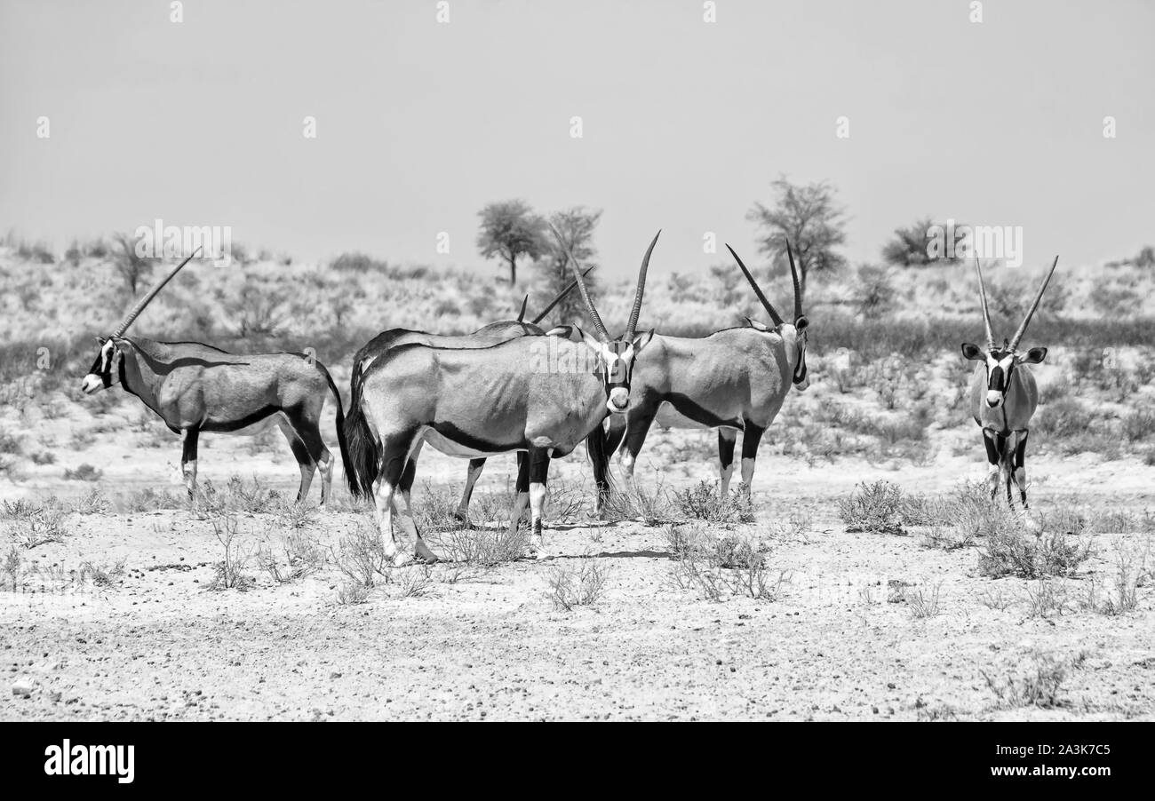 A group of Gemsbok antelope in Southern African savannah Stock Photo ...