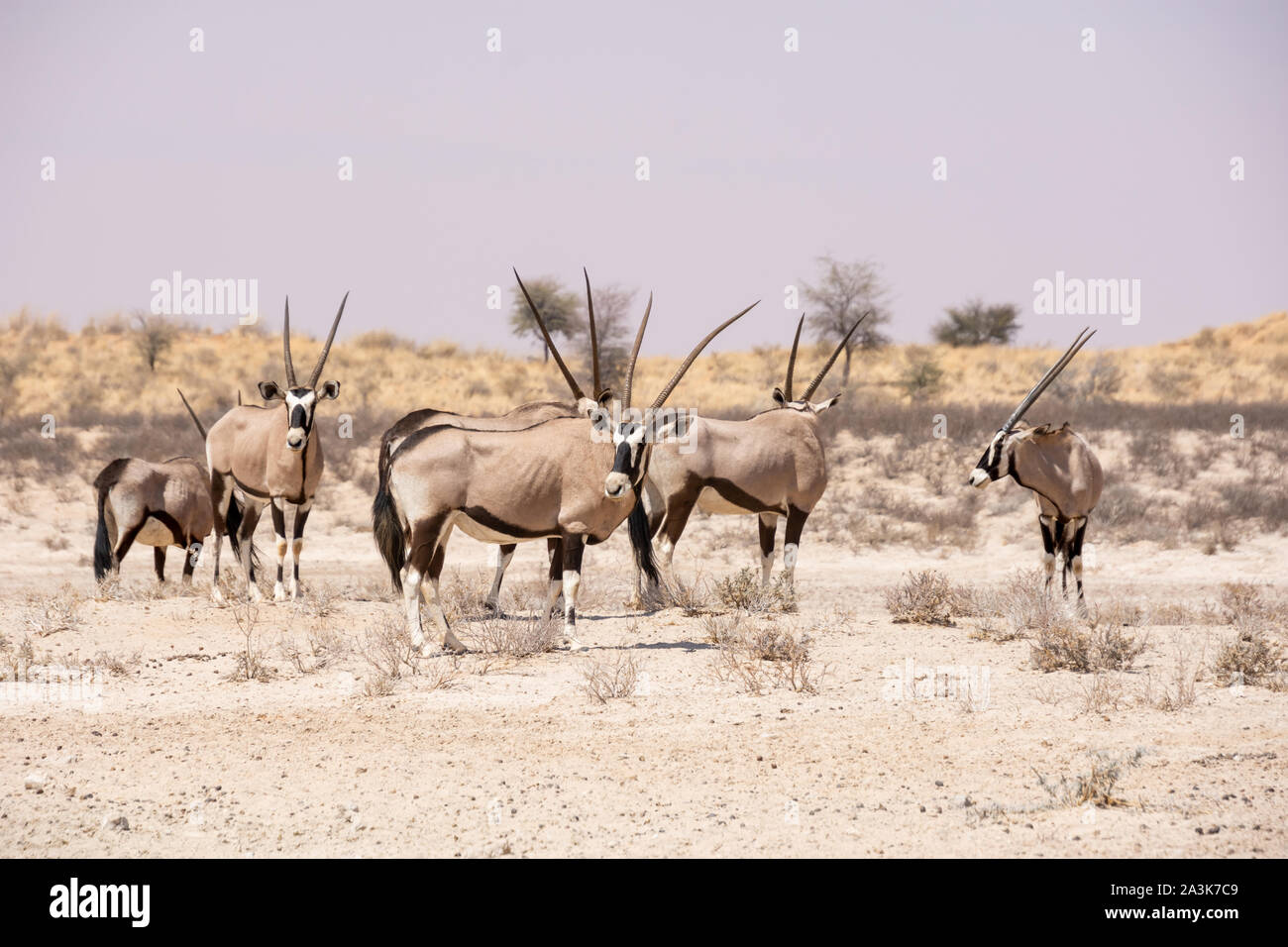 A group of Gemsbok antelope in Southern African savannah Stock Photo ...