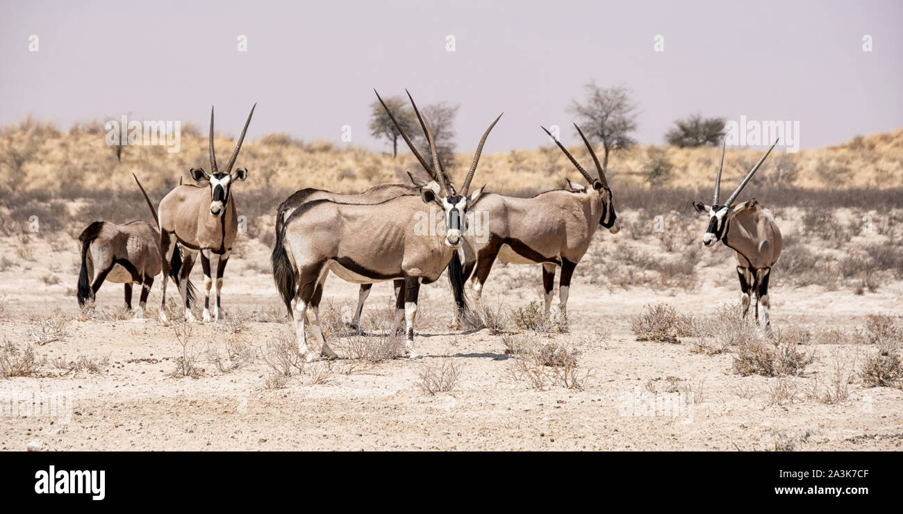Adult male gemsbuck hi-res stock photography and images - Alamy