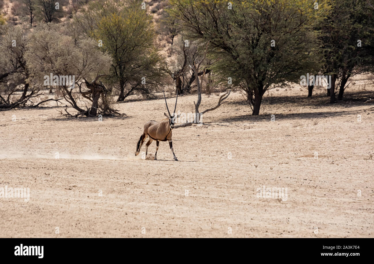 A Gemsbok antelope running in a dry riverbed in Southern African ...