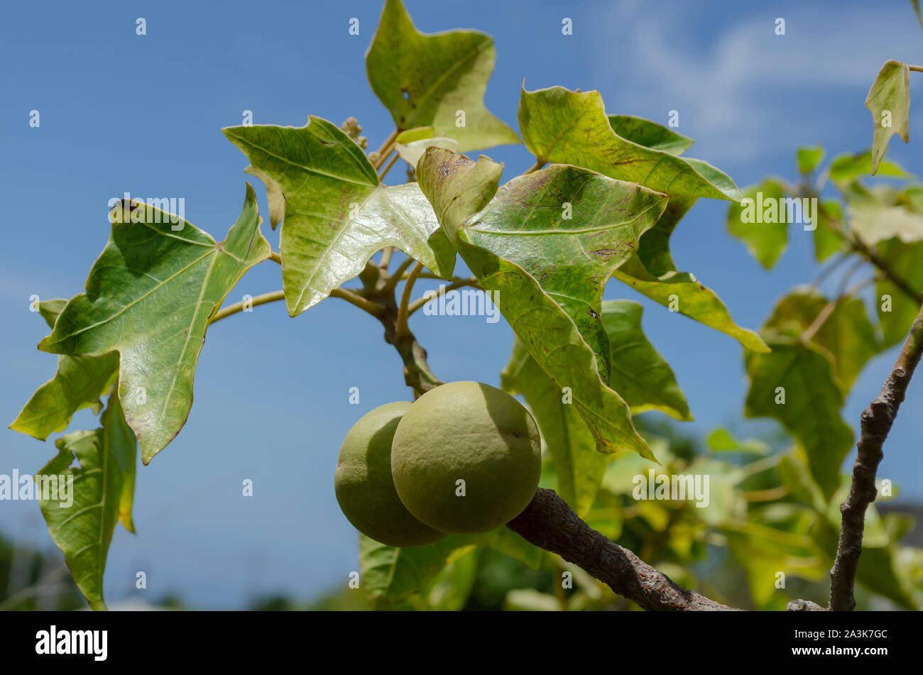 Candlenut hi-res stock photography and images - Alamy