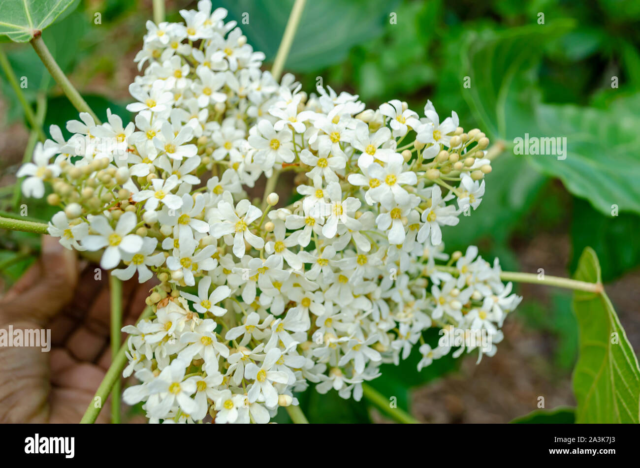 Candlenut tree hi-res stock photography and images - Alamy