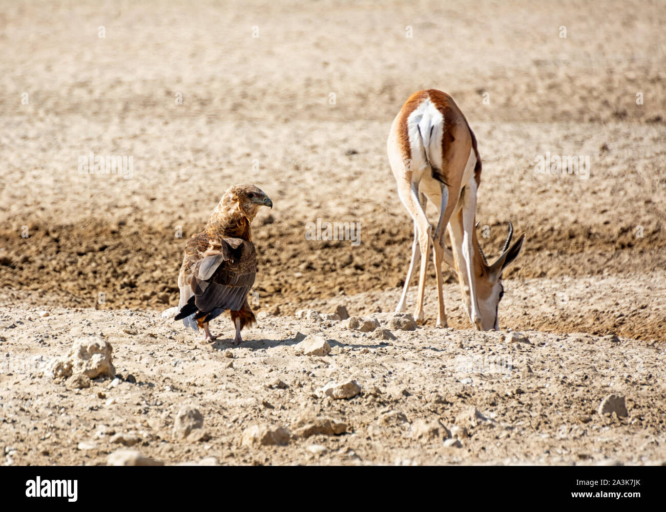 Springbok wing hi-res stock photography and images - Alamy