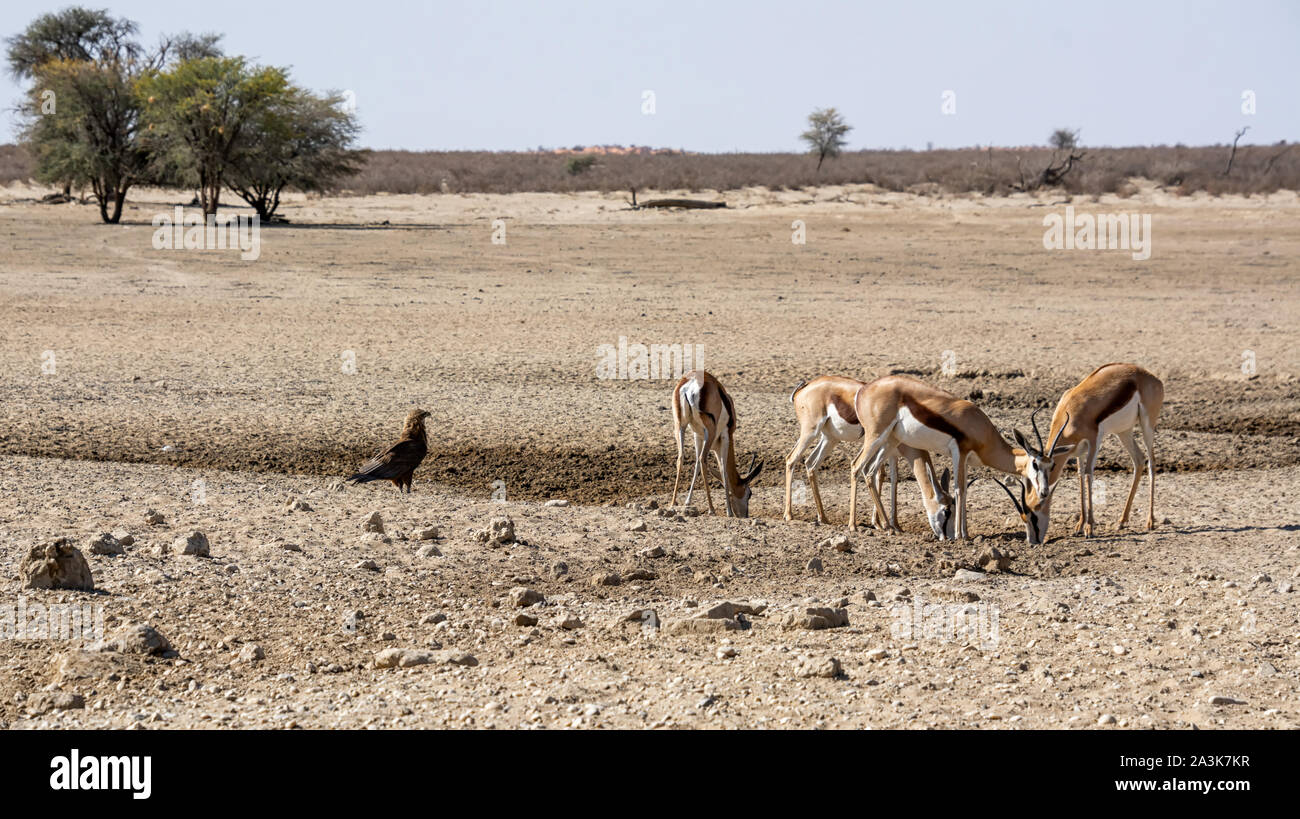 An immature Bateleur Eagle and Springbok antelope at a watering hole in ...