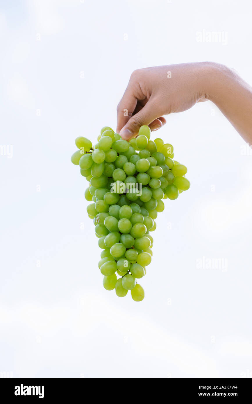 Harvest time, fresh bunch of grapes in human hand. Ripe juicy grapes on ...