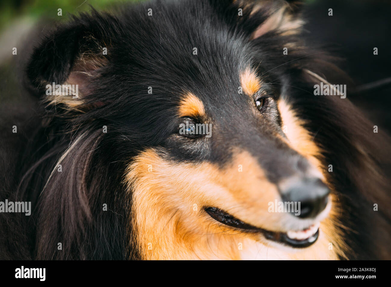 Close Portrait Of Staring Tricolor Rough Collie, Scottish Collie, Long ...