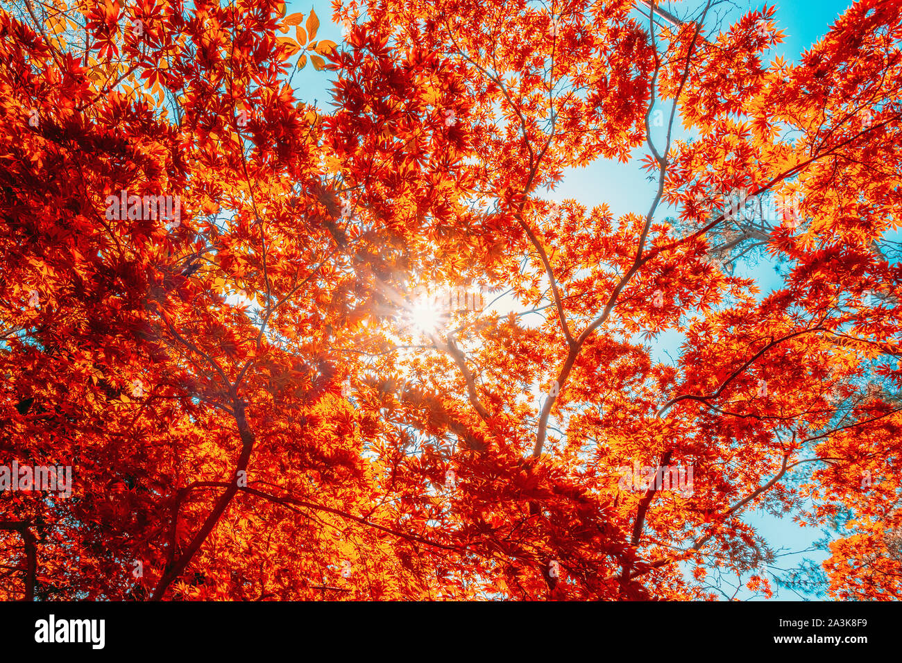 Autumn Sun Shining Through Canopy Of Tall Maple Tree Wood. Sunlight In ...