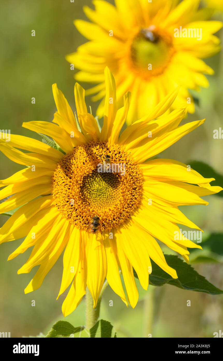 Helianthus sunflower hi-res stock photography and images - Alamy