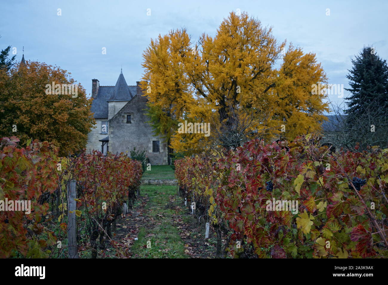 fall in the vineyard in the Loire Valley, France Stock Photo - Alamy