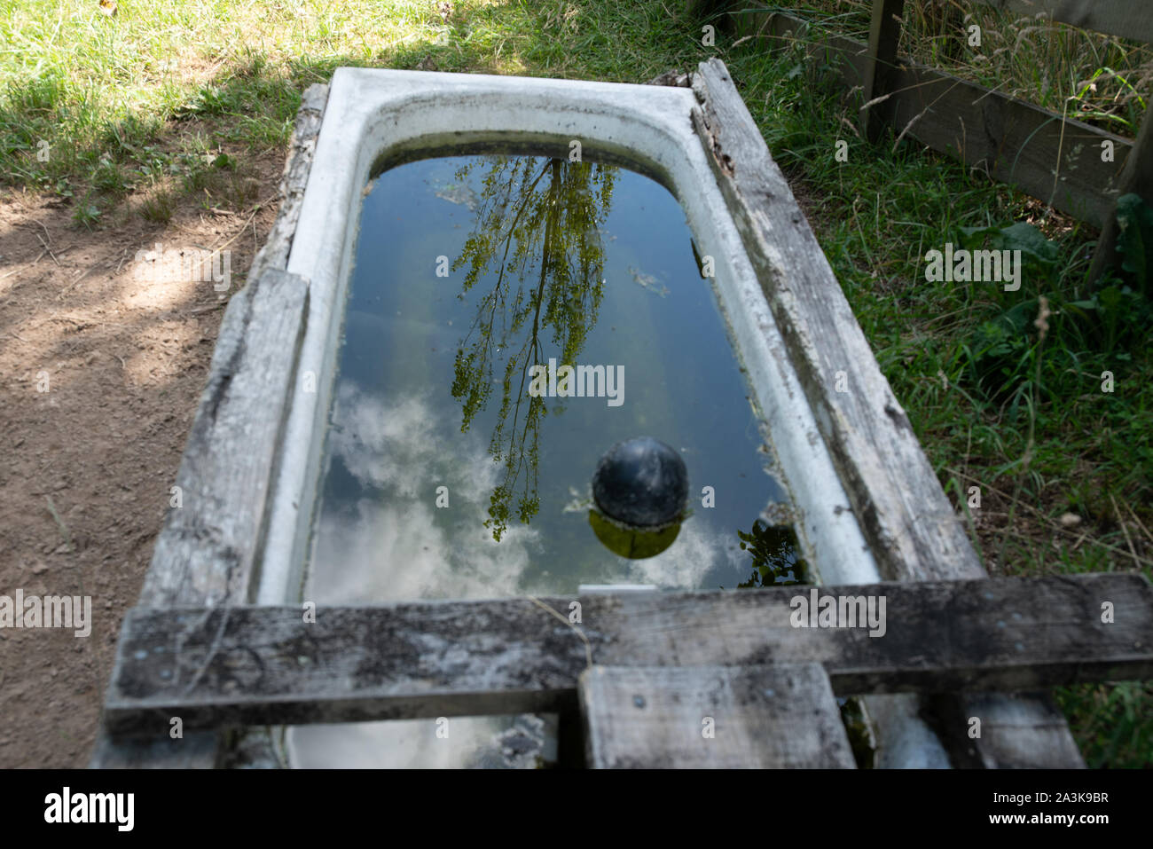 An old bath being used on the farm as a water trough for the animals ...