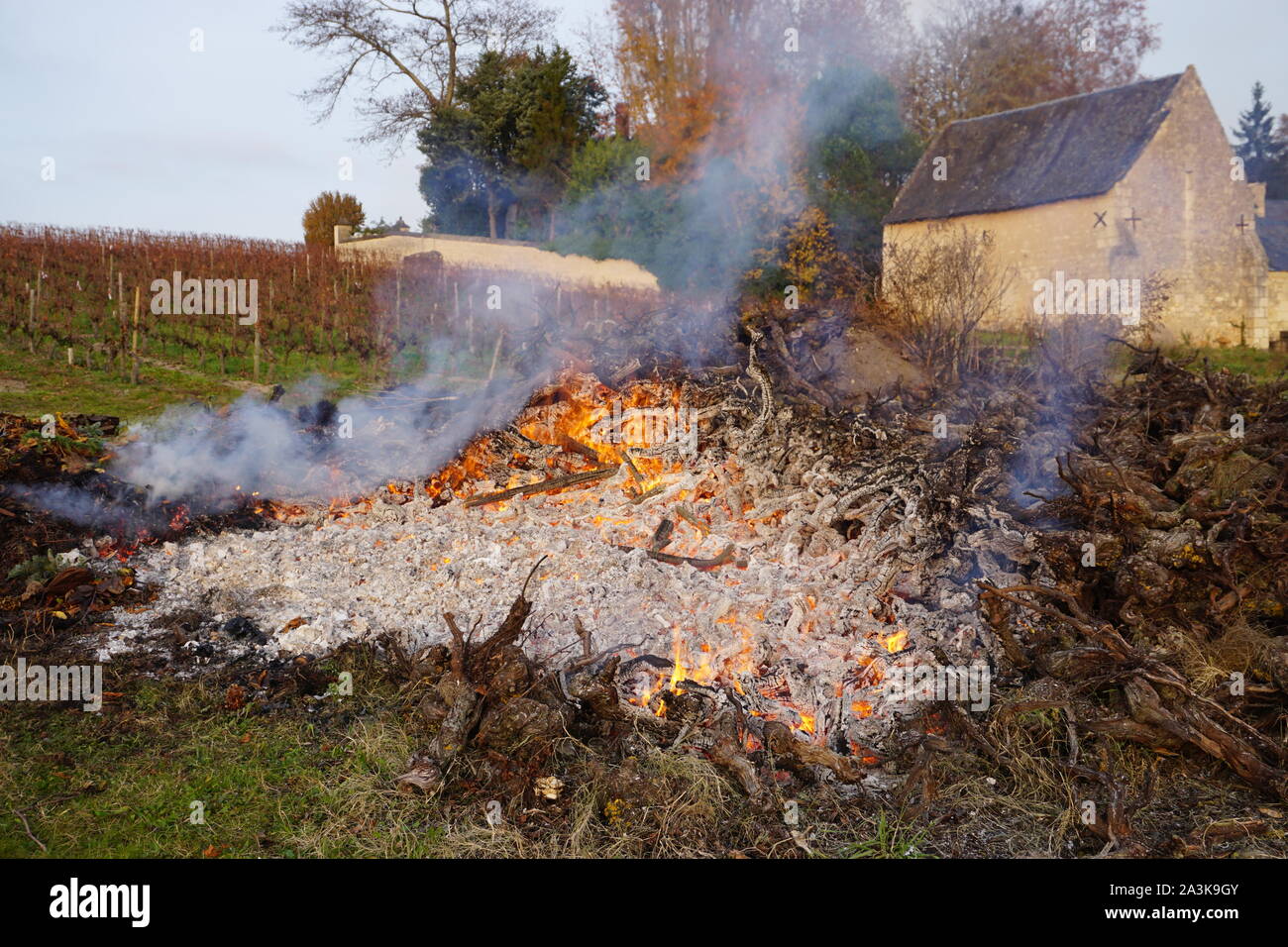 burning of old vines in the vineyard at dusk by the limestone house in ...