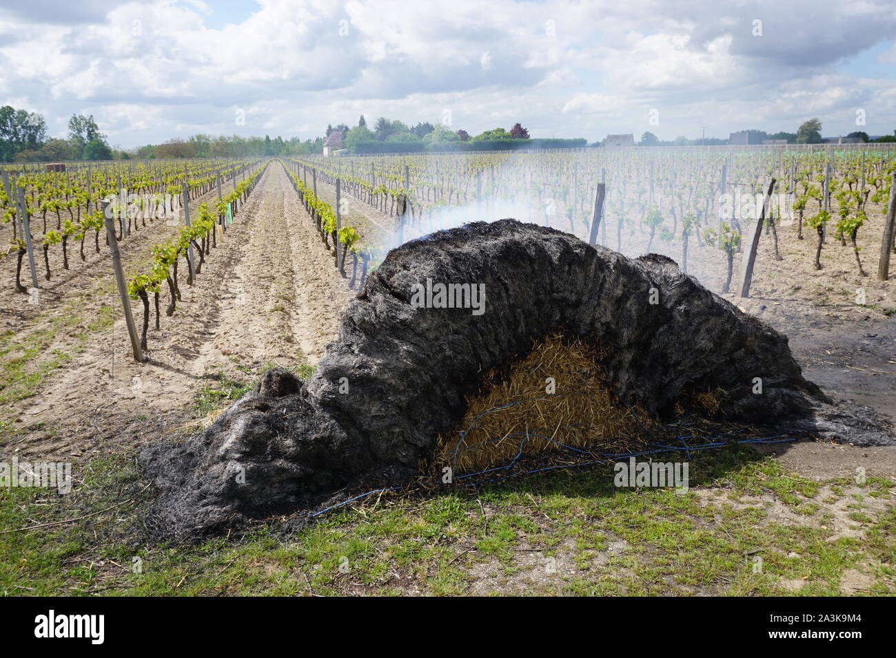 hay bale burning for protection against the frost during new growth on ...