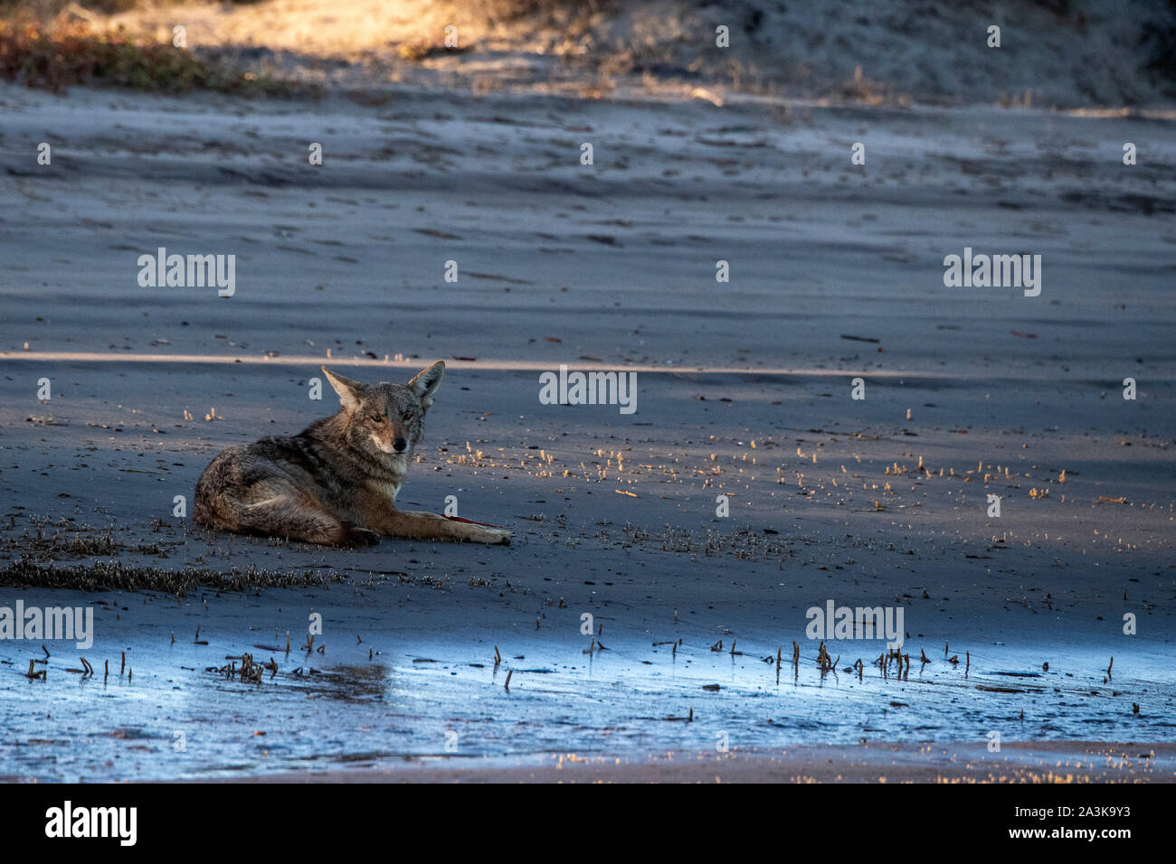 Coyote on the sand in baja california sur Stock Photo - Alamy
