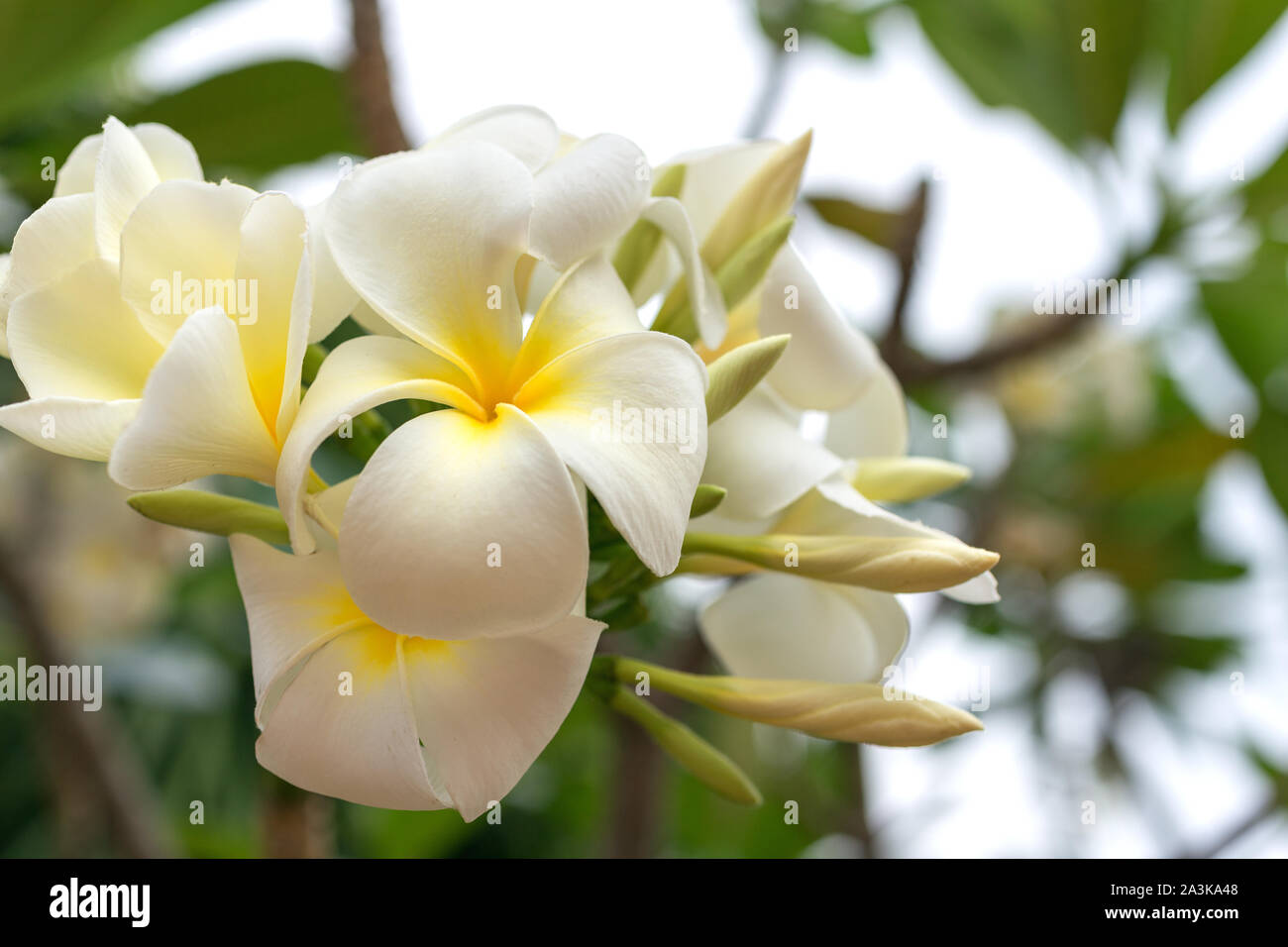 White flowers of champa plumeria, close up, in tropical garden Stock ...
