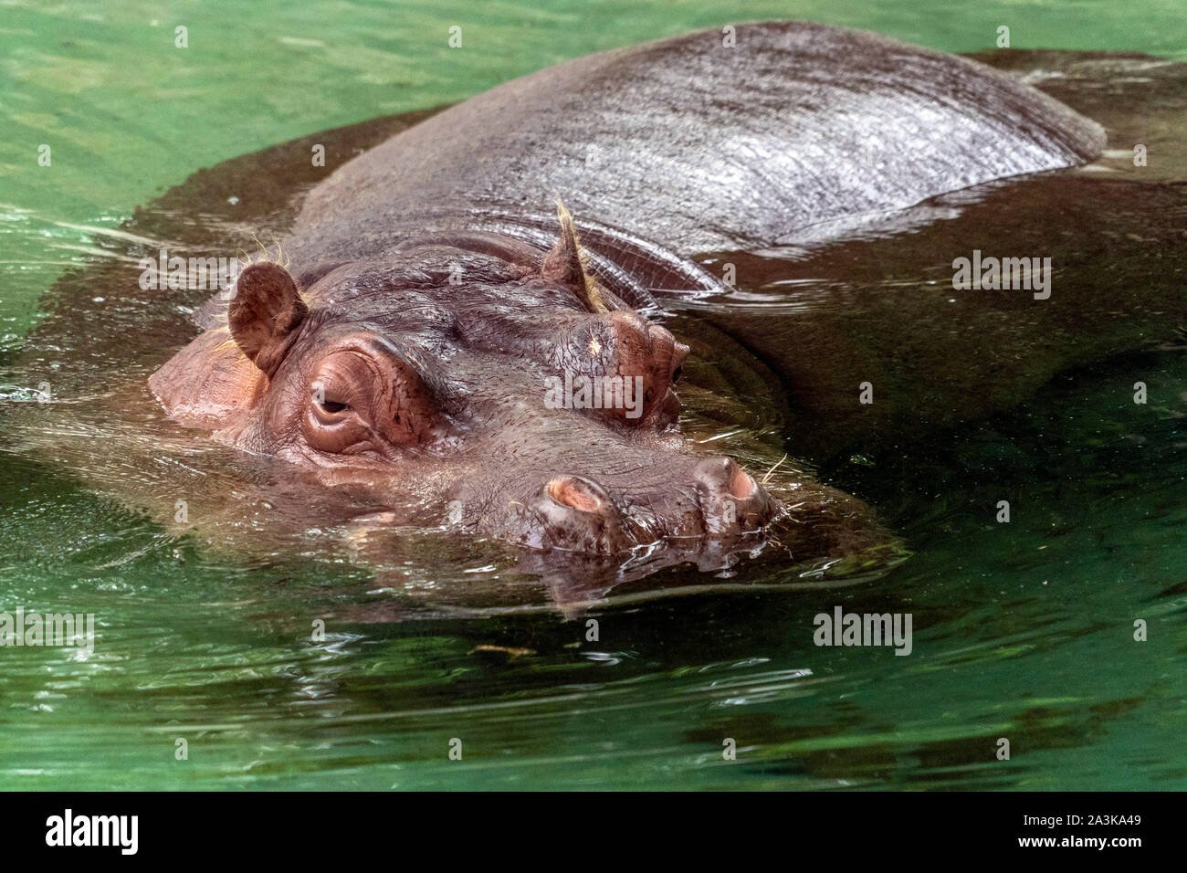 hippo close up detail portrait Stock Photo - Alamy