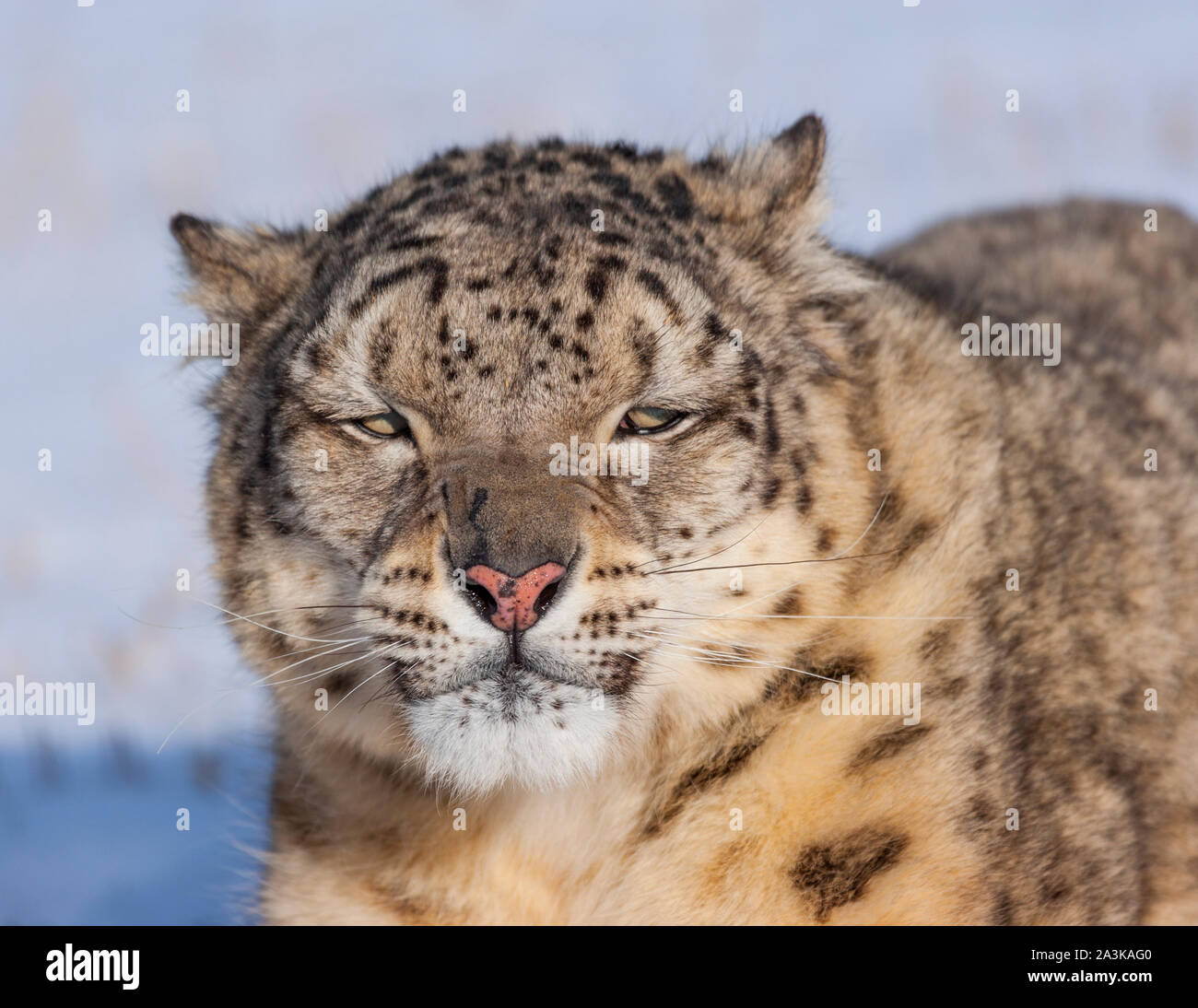 Snow leopard (Panthera uncia Stock Photo - Alamy