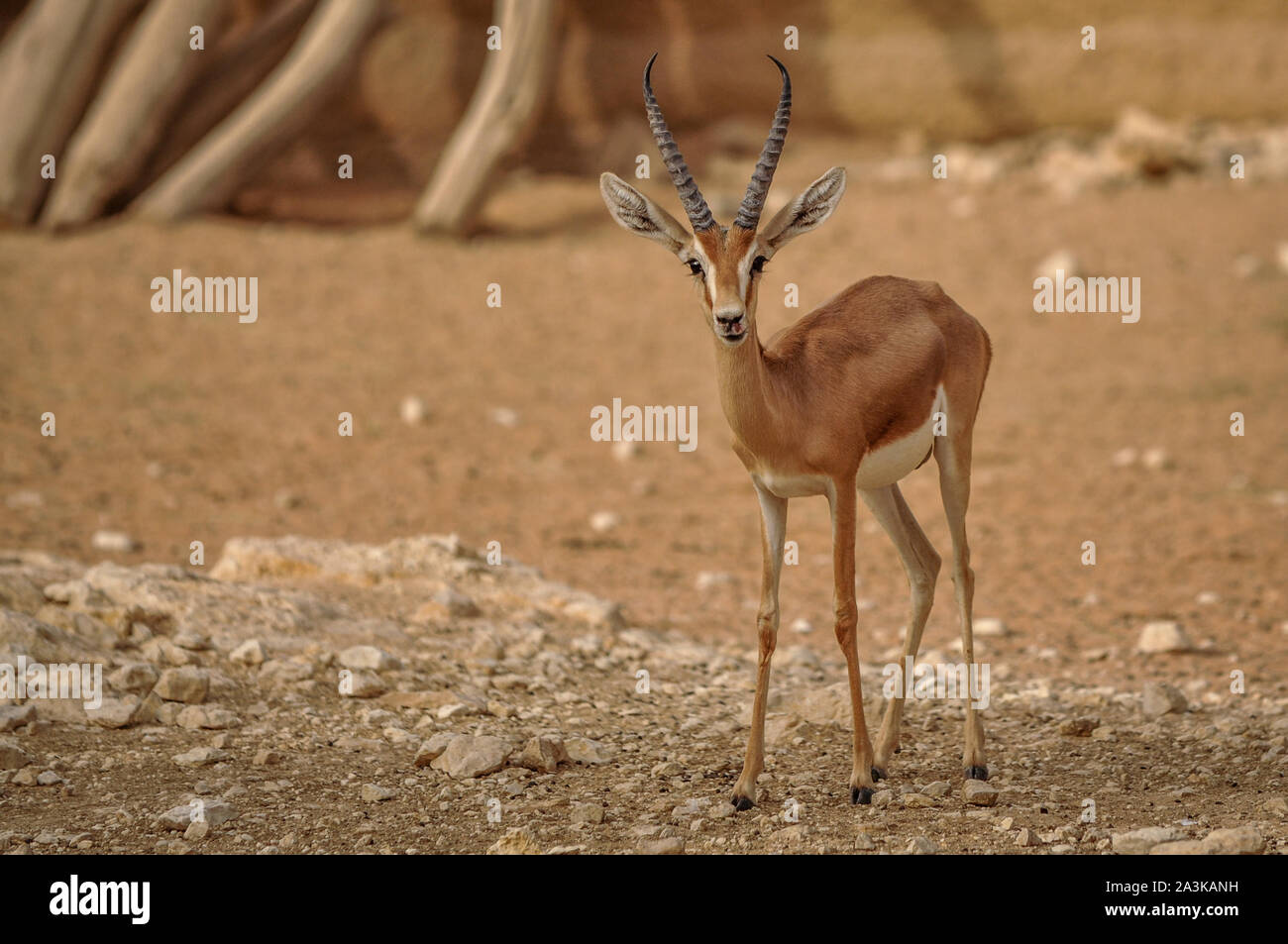 Arabian deer hi-res stock photography and images - Alamy
