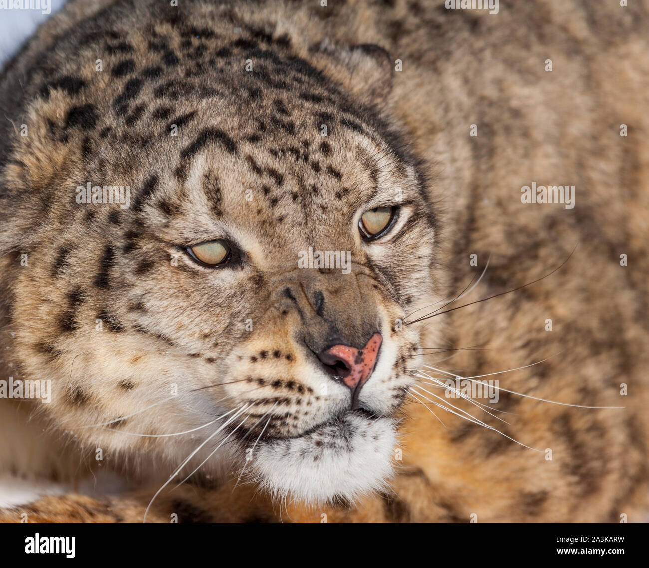 Snow leopard (Panthera uncia Stock Photo - Alamy