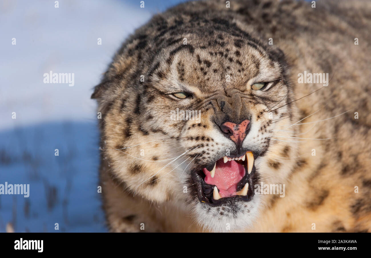 Snow leopard (Panthera uncia Stock Photo - Alamy