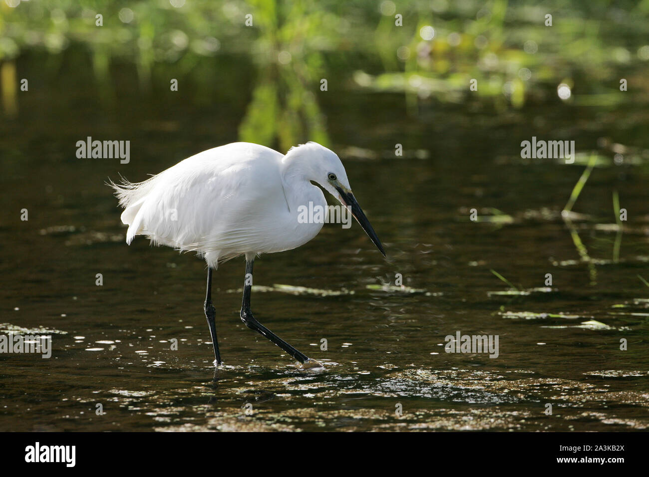 Hampshire hatches hi-res stock photography and images - Alamy