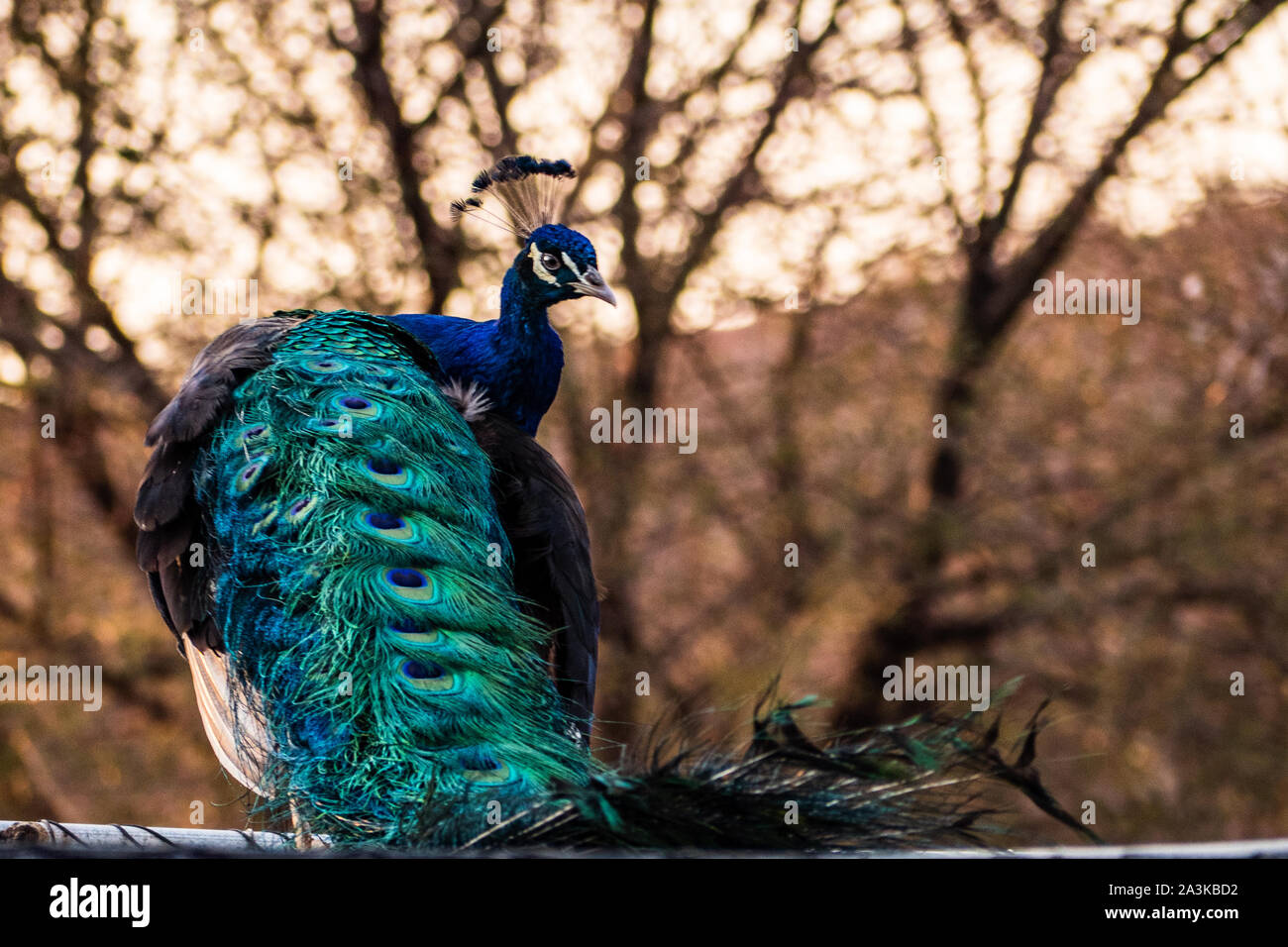 Java peacock hi-res stock photography and images - Alamy