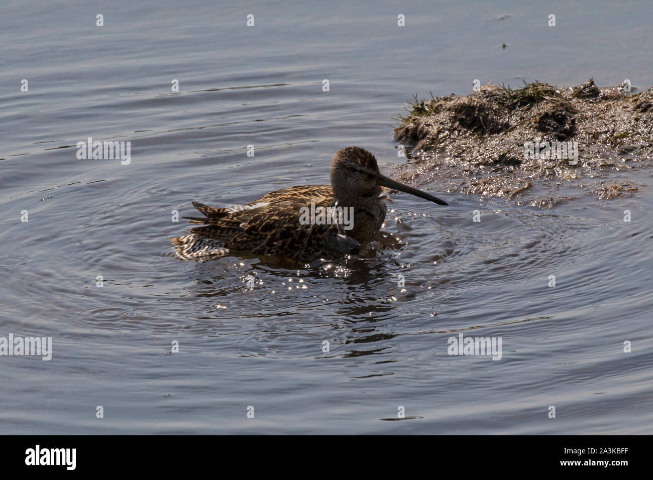 Short-billed dowitcher Limnodromus griseus bathing in a lake Sackville ...