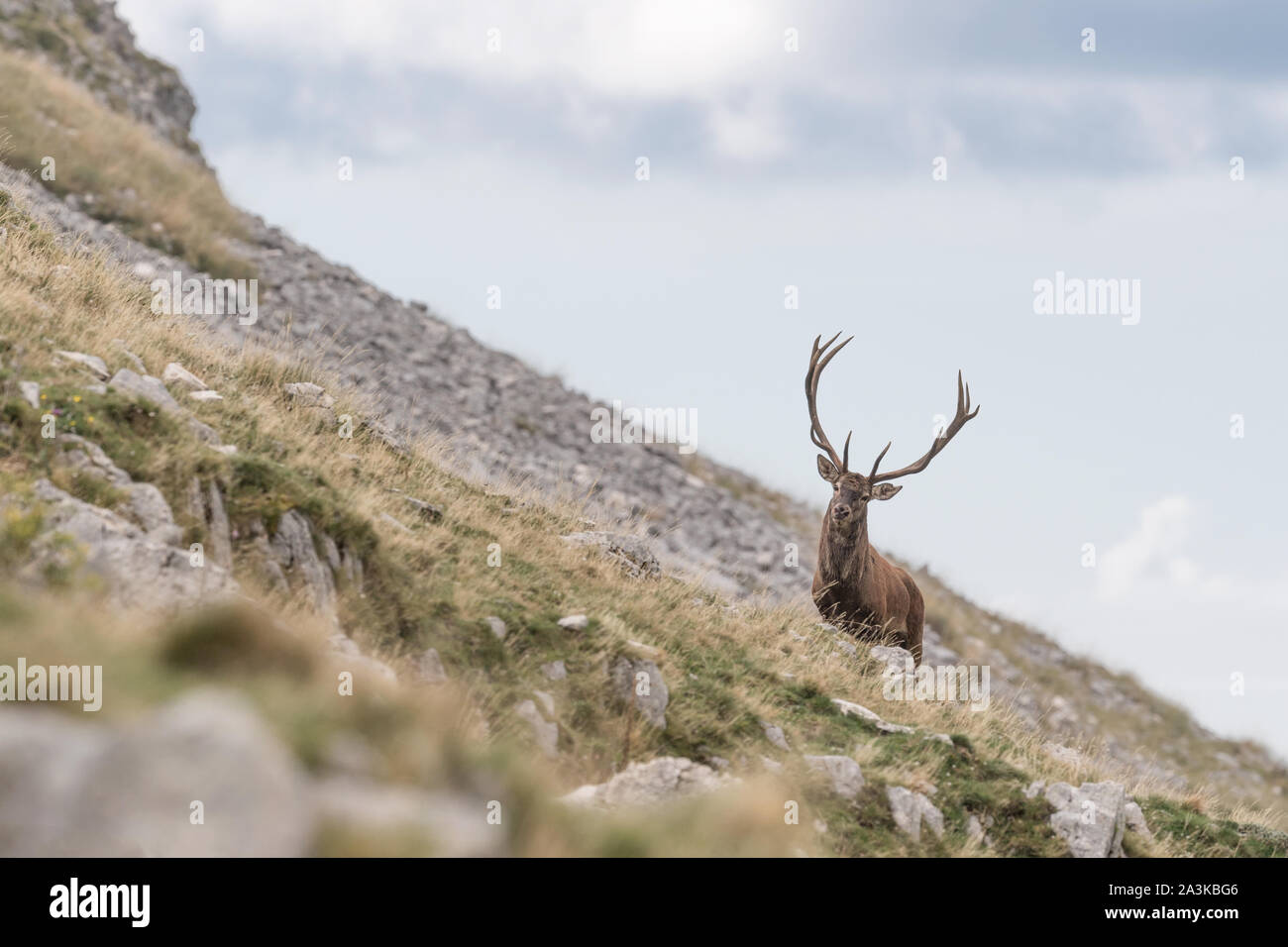 Large species of deer family hi-res stock photography and images - Alamy