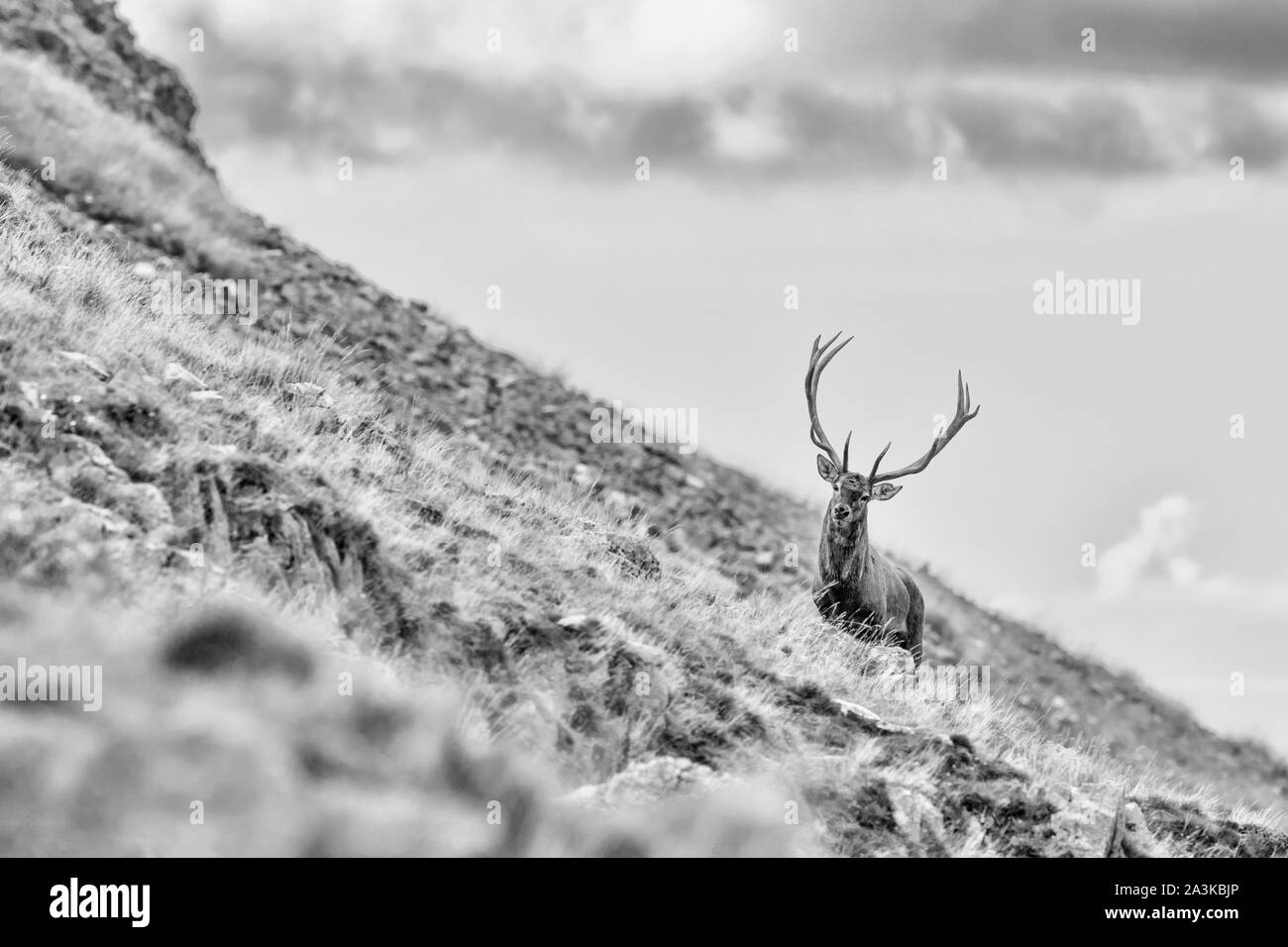 Red deer uk Black and White Stock Photos & Images - Alamy