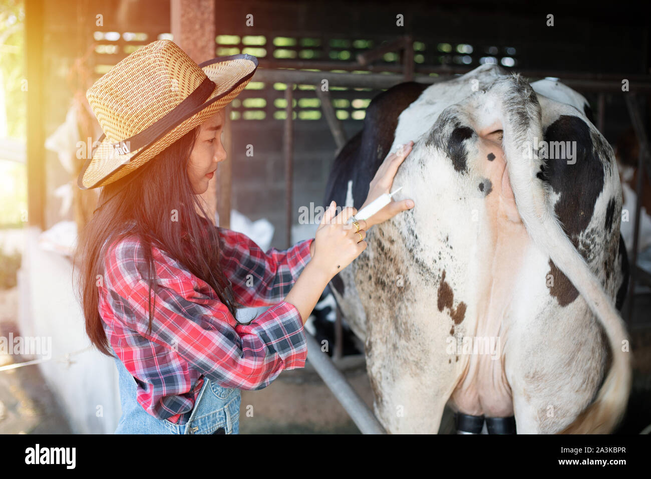 Asian women farming and agriculture industry and animal husbandry ...